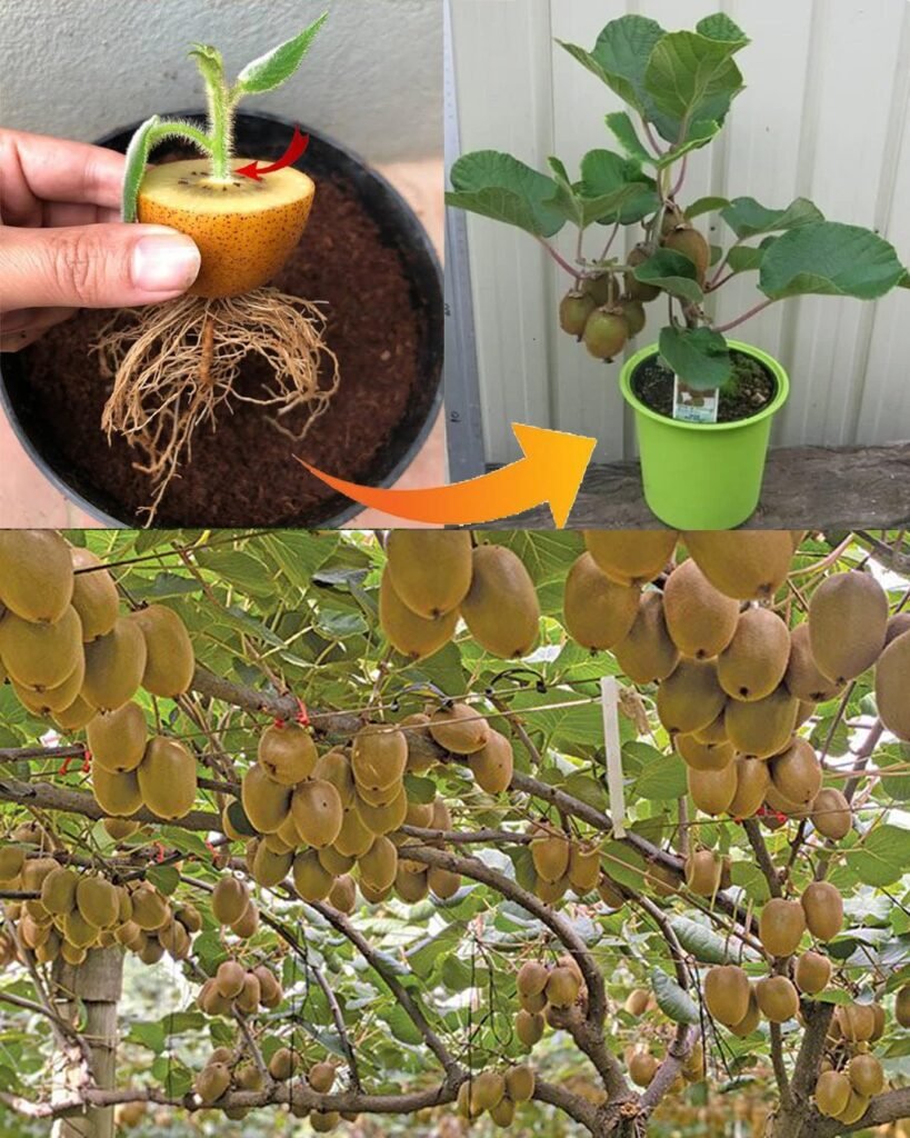 Comment planter un kiwi dans un pot - étape par étape (plus facile que ...