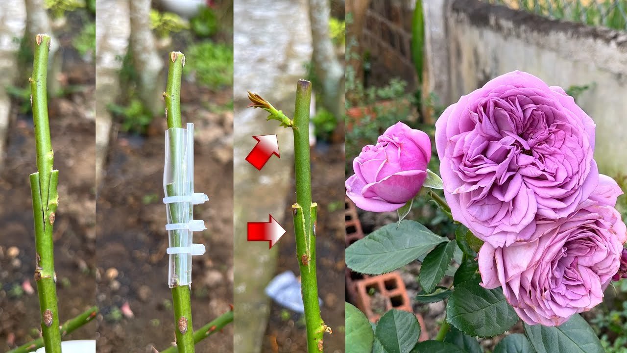 Une manière simple et efficace de greffer des rosiers - Le jardinier m ...