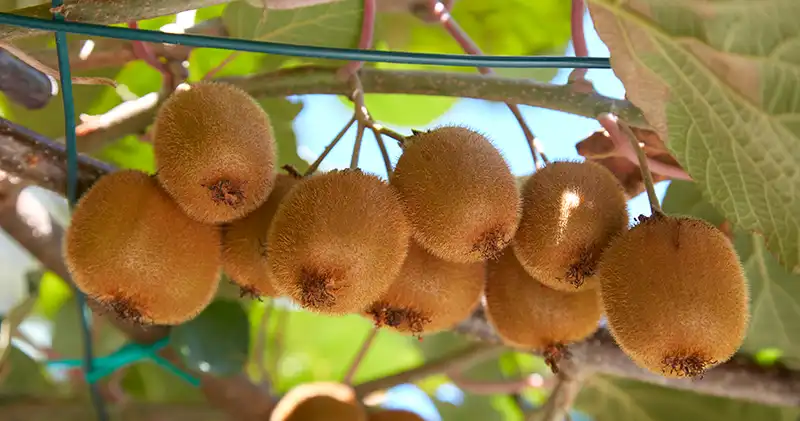 Kiwi : Comment planter, cultiver et récolter les kiwis - conseils de jardin