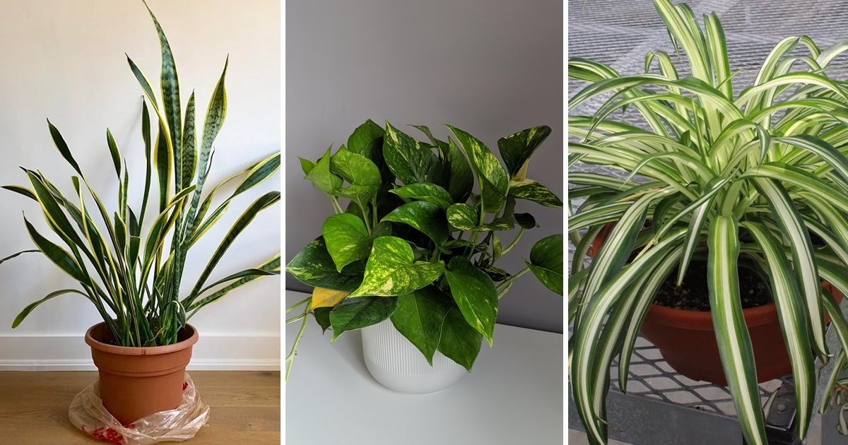 3 plantes qui purifient l'air de votre maison et vous aident à la ...