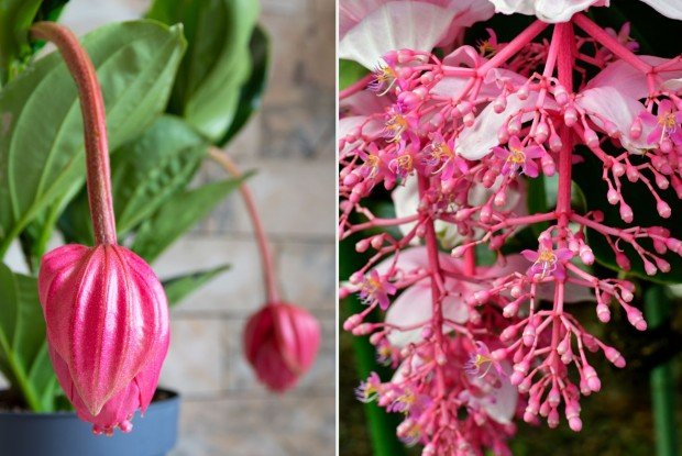 Une plante aux fleurs extraordinaires. Comment cultiver une belle ...