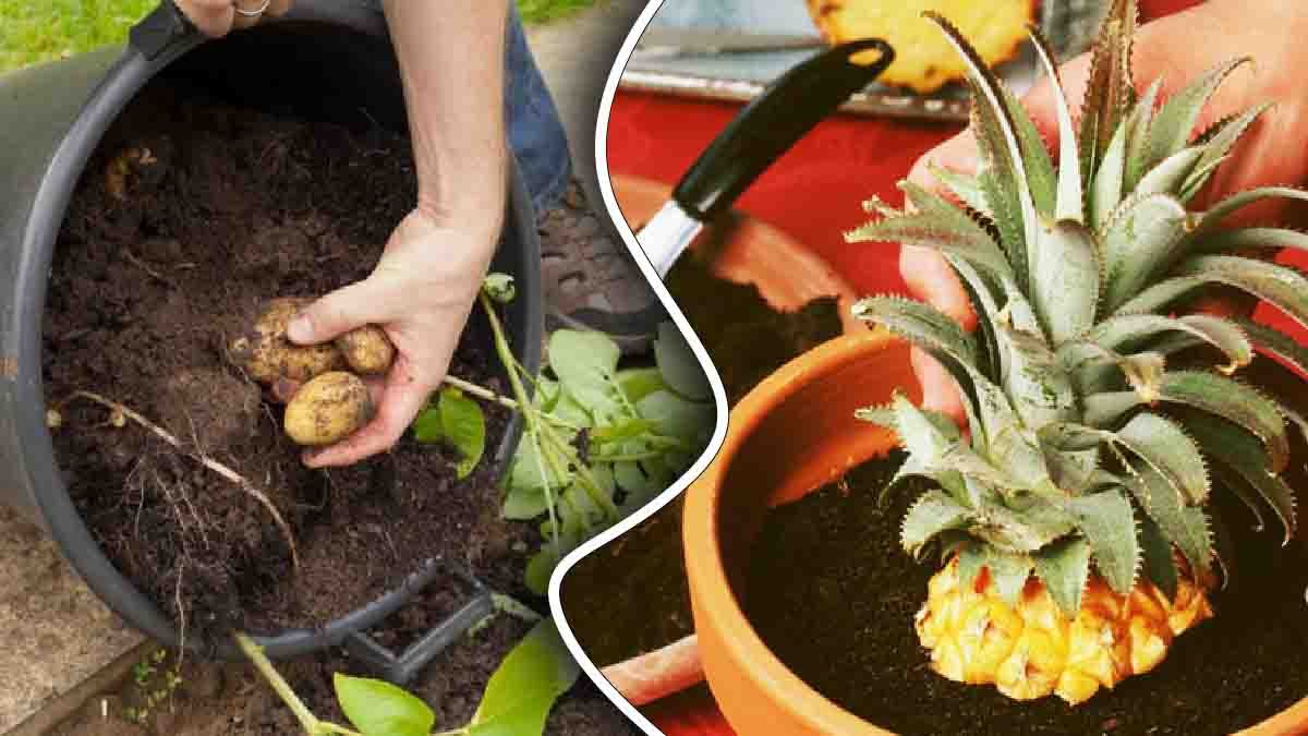 5 fruits et légumes à planter chez vous en utilisant juste leurs restes ...