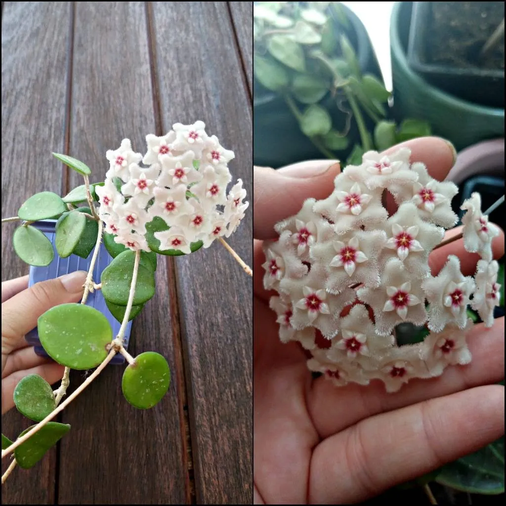 Hoya Mathilde : Percer les secrets de l'entretien, de la multiplication ...