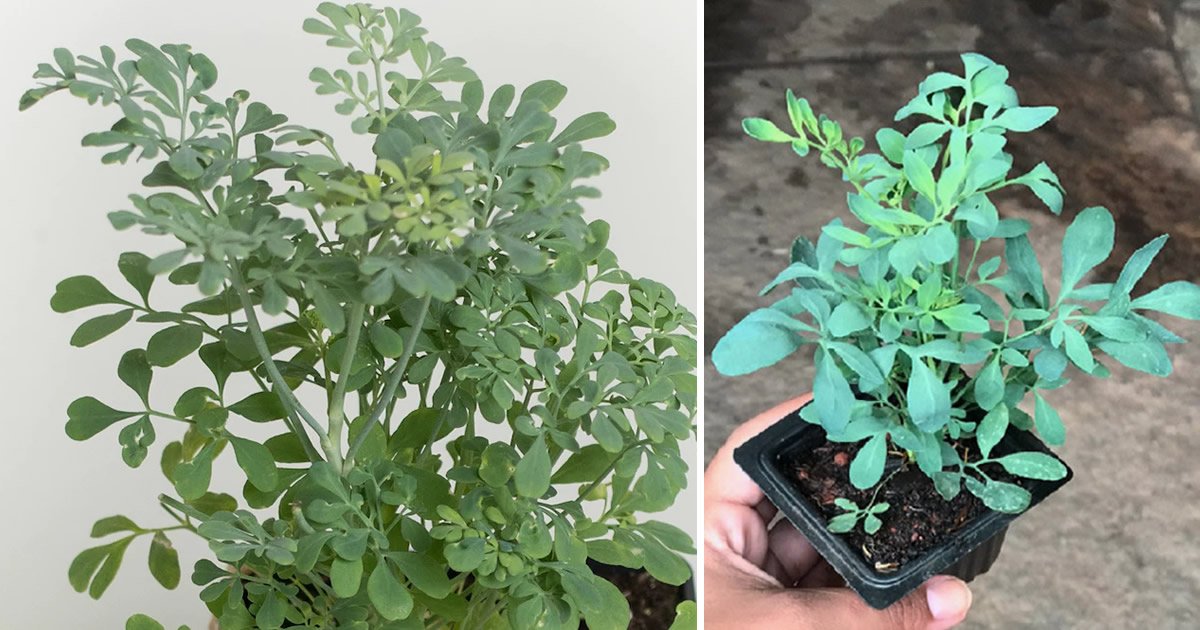 Comment planter la rue en quelques étapes simples - conseils de jardin