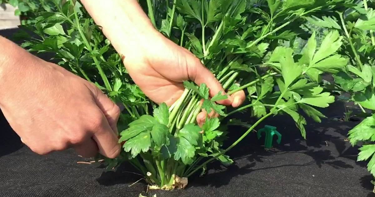 Quand récolter le persil et comment le conserver correctement ...