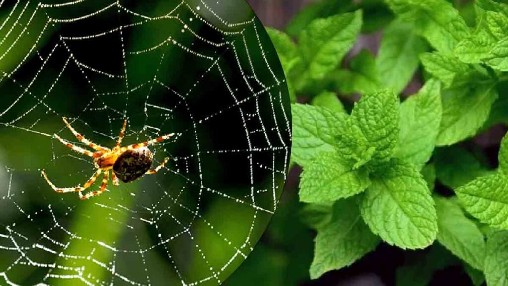 Top 5 plantes qui repoussent les insectes nuisibles de votre habitation ...