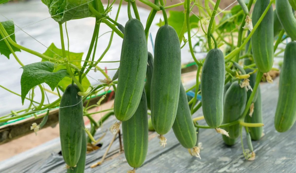 12 conseils pour réussir la culture des concombres à la maison ...