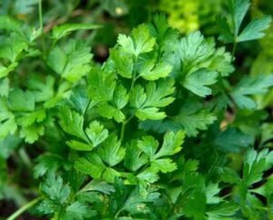 Comment semer et cultiver le persil au potager et en pot - conseils de ...